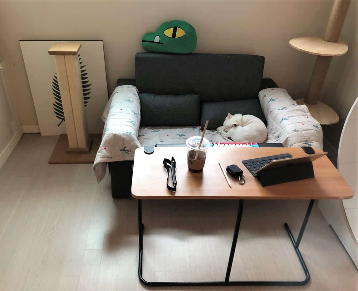 6 Real Ideas for Living With Cats in an Apartment – monsieurtn